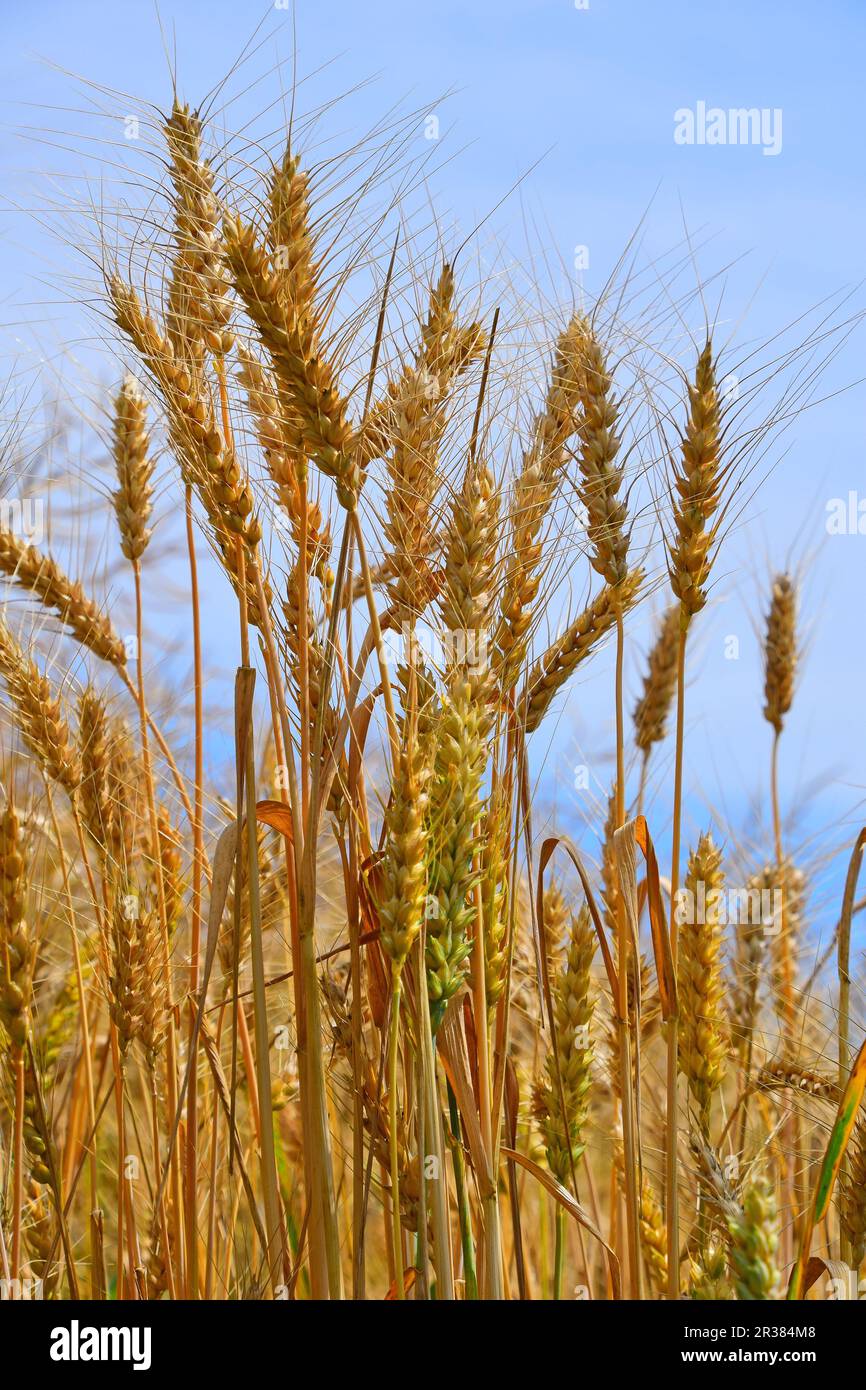 Field of ripe mature wheat ears under blue sky Stock Photo - Alamy