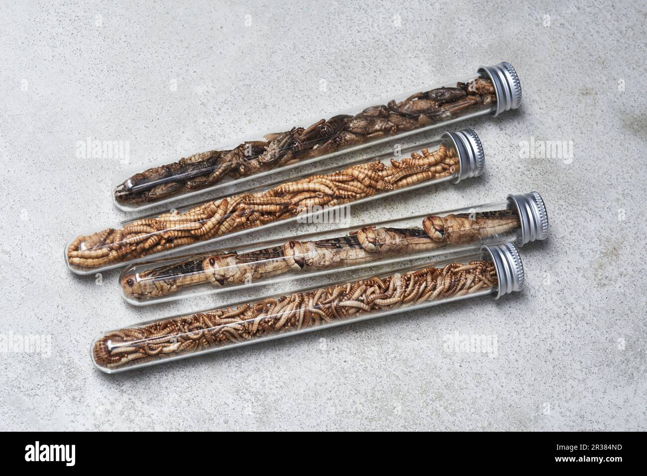 Insects in test tubes: crickets, mealworms, grasshoppers, and buffalo ...