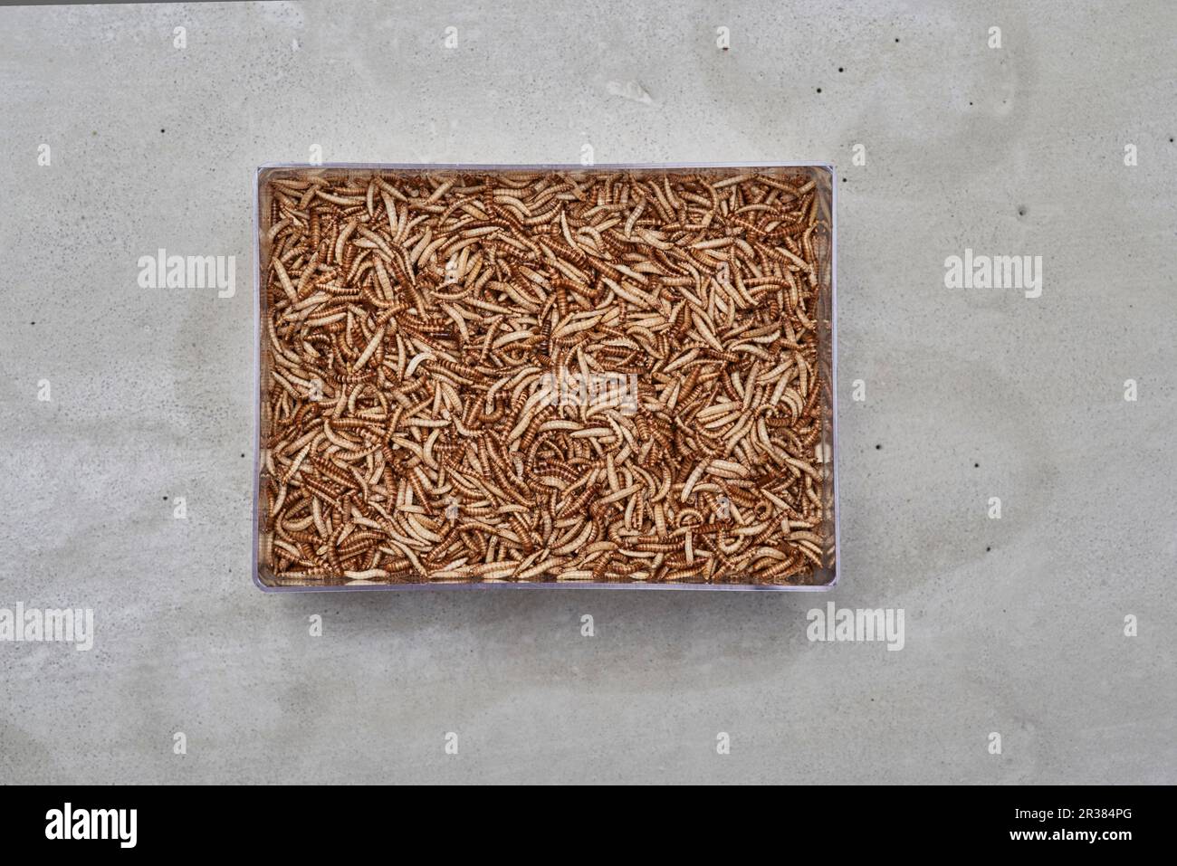 Buffalo worm hi-res stock photography and images - Alamy