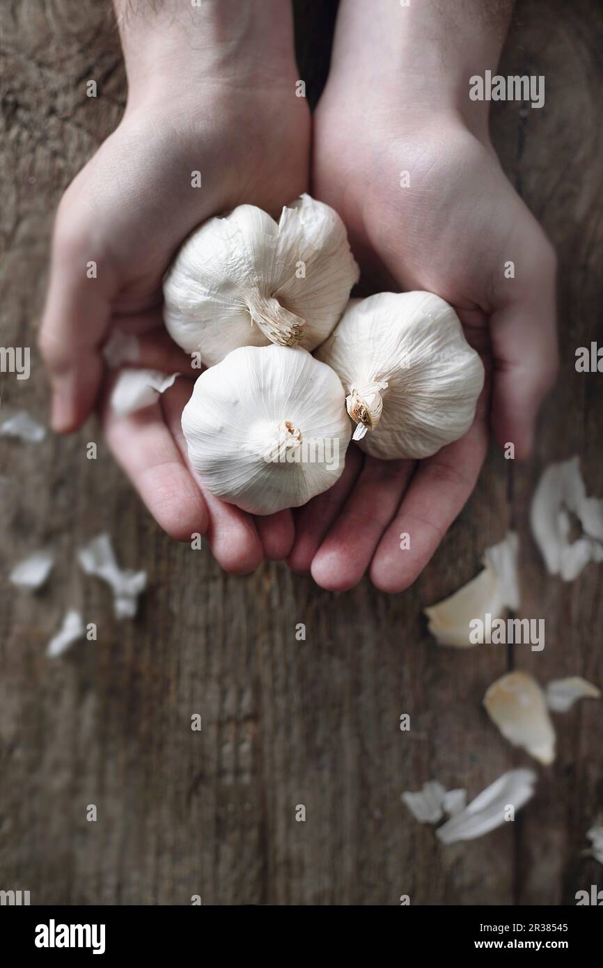 Hands holding three garlic bulbs Stock Photo - Alamy