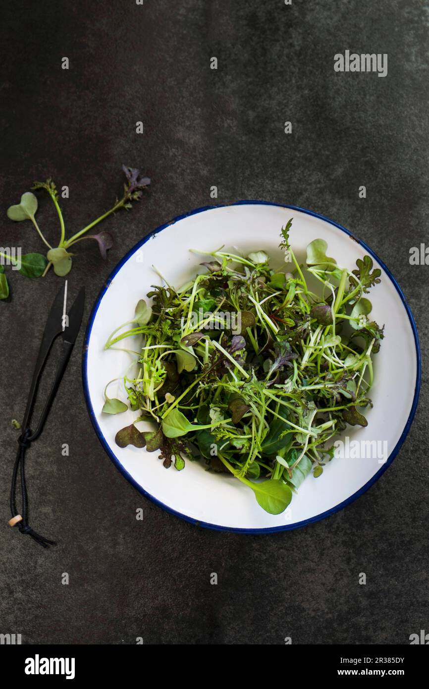 Type of cress hi-res stock photography and images - Alamy