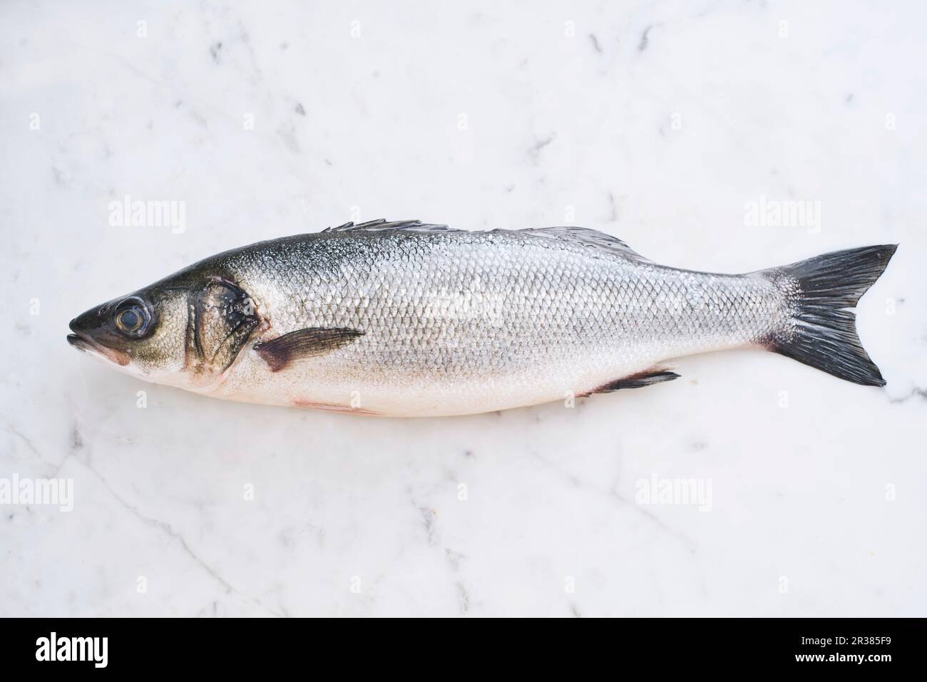 Branzino fish, European seabass Stock Photo - Alamy