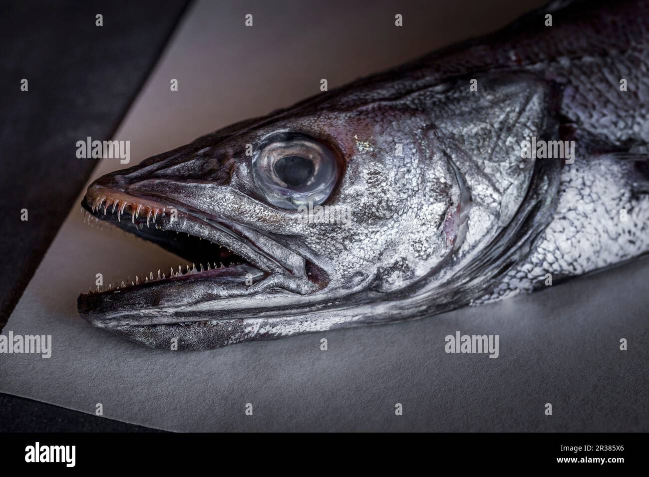 Partial view of a hake Stock Photo - Alamy