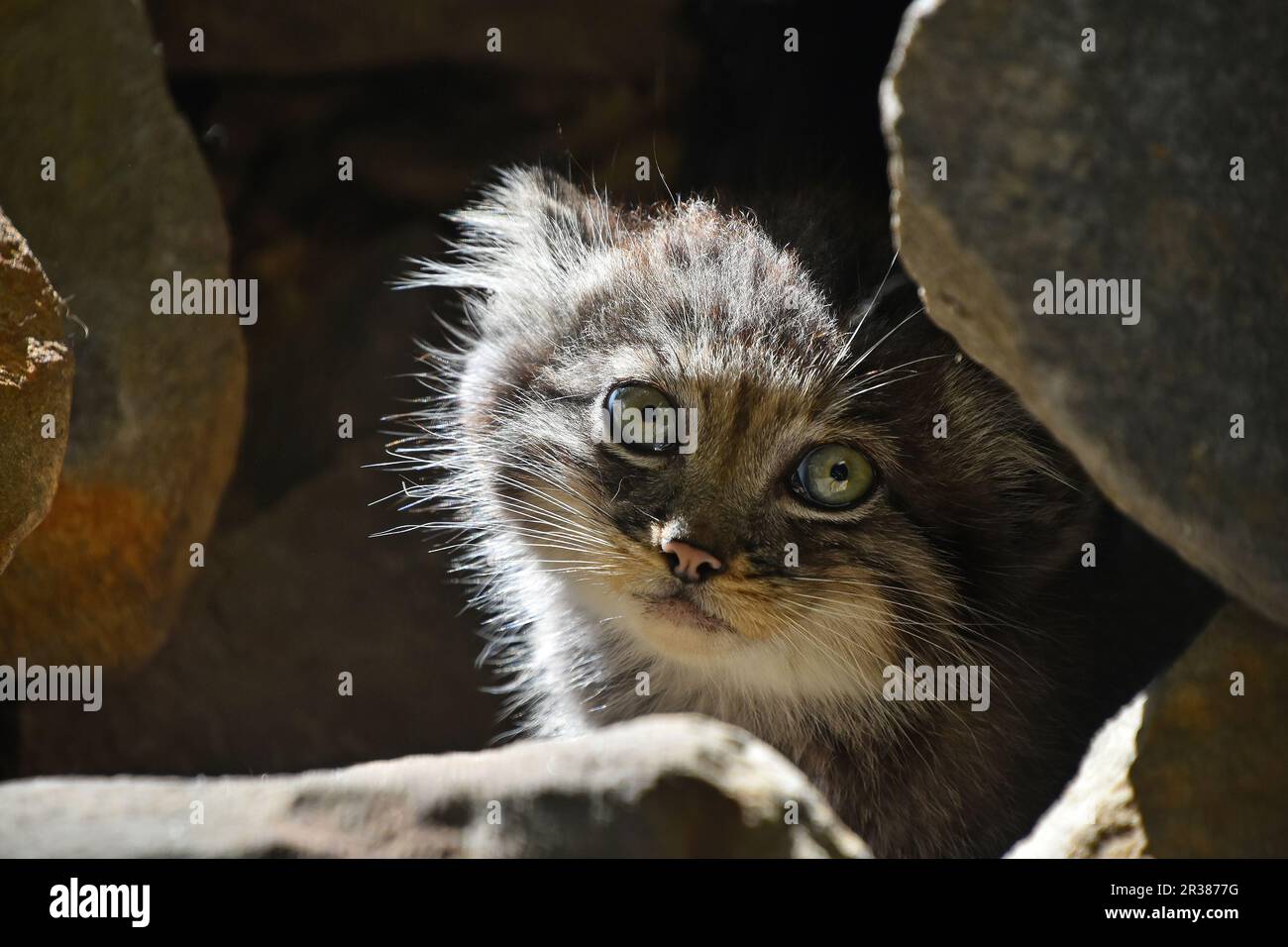Manul hi-res stock photography and images - Alamy