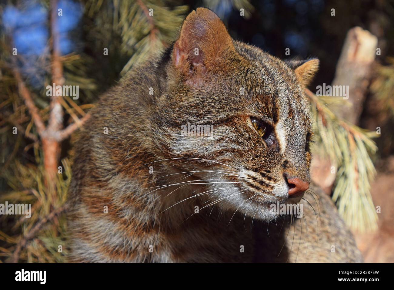 Cat side profile hi-res stock photography and images - Alamy