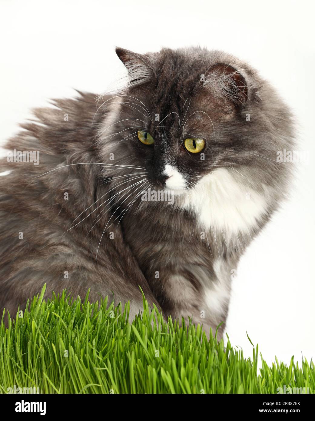 Gray domestic cat in fresh green grass over white Stock Photo - Alamy