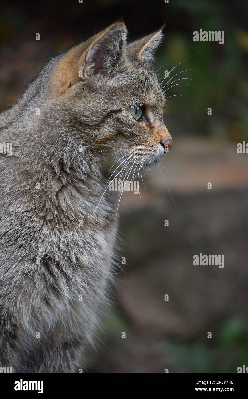 European wild cat profile hi-res stock photography and images - Alamy