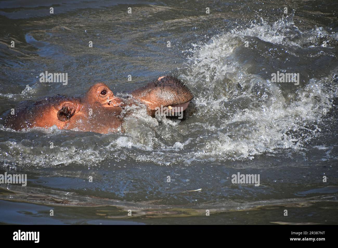 Two hippos mating hi-res stock photography and images - Alamy
