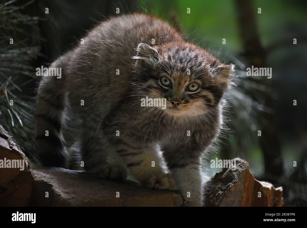 Manul hi-res stock photography and images - Alamy