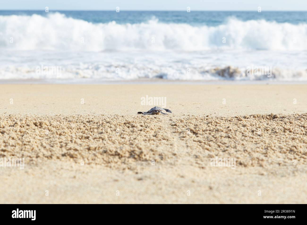 Experiencing a baby turtle release in Puerto Escondido, Oaxaca, Mexico ...