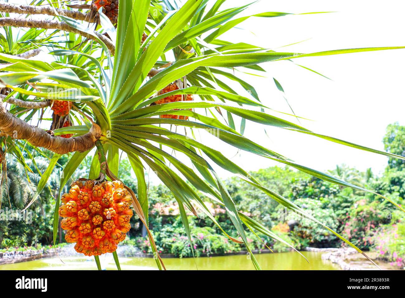 South china fruit hi-res stock photography and images - Alamy
