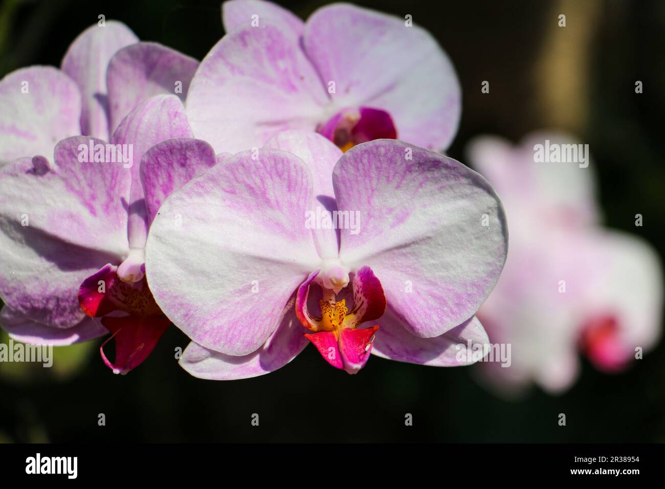 Wild growing orchid Stock Photo - Alamy
