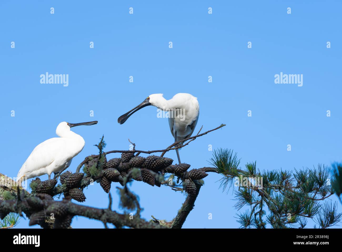Pair of Royal Spoonbill birds in pine tree interacting with one beak ...