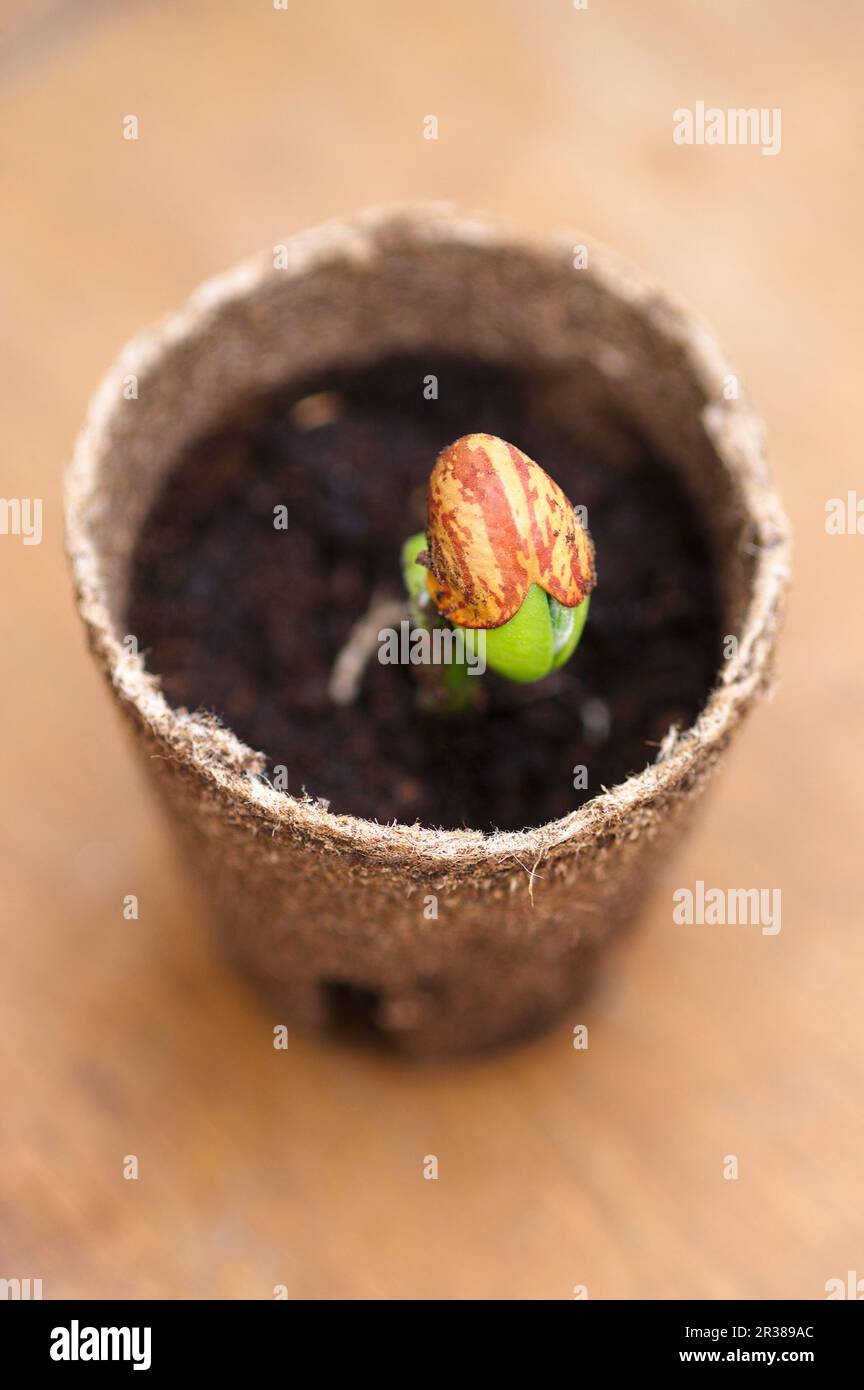 A seedling in a pot Stock Photo - Alamy