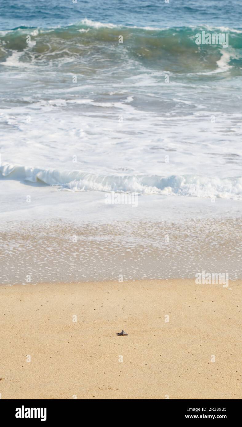 Experiencing a baby turtle release in Puerto Escondido, Oaxaca, Mexico ...