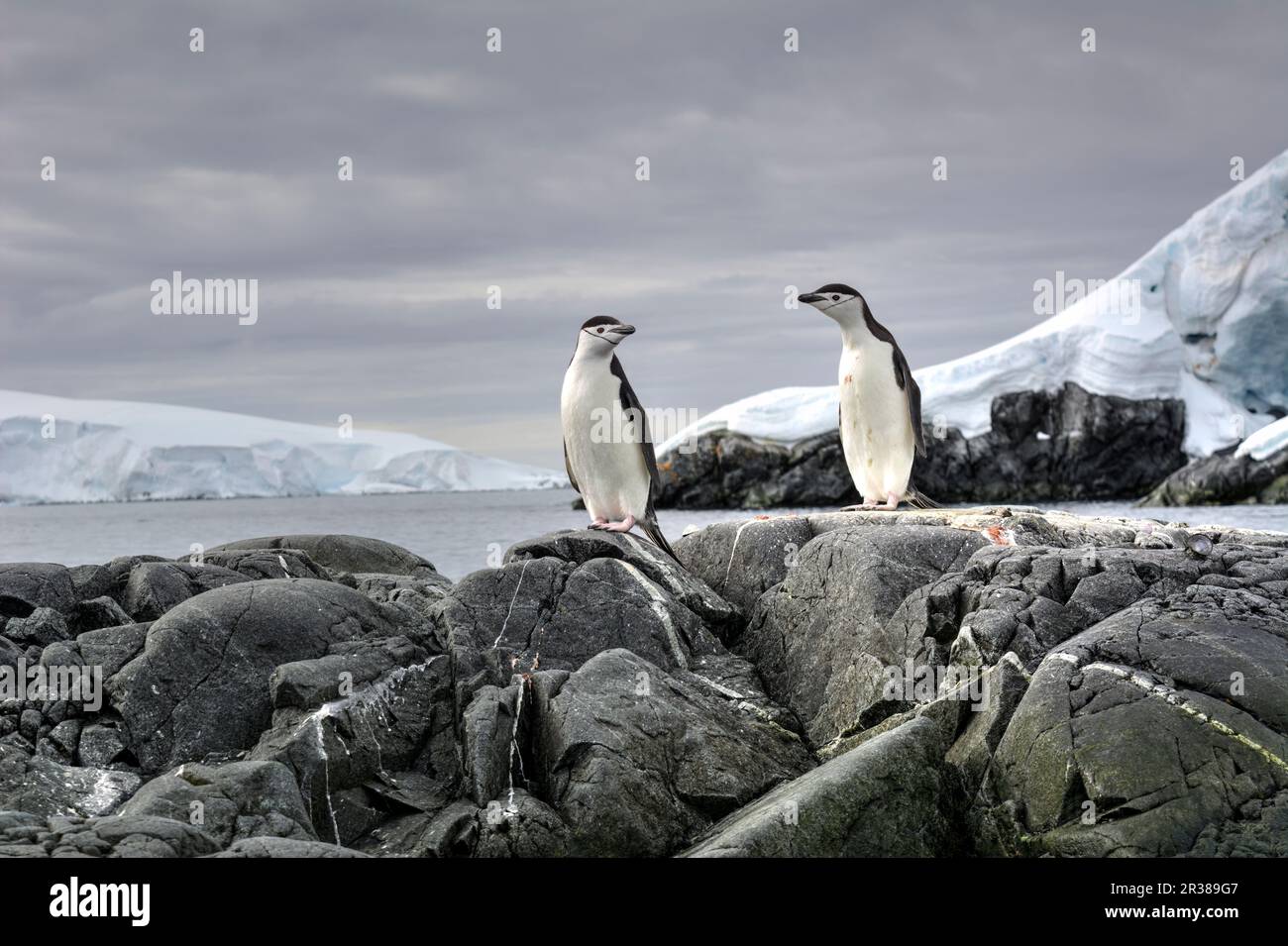 Chinstrap penguins in their natural habitat in Antarctica Stock Photo ...
