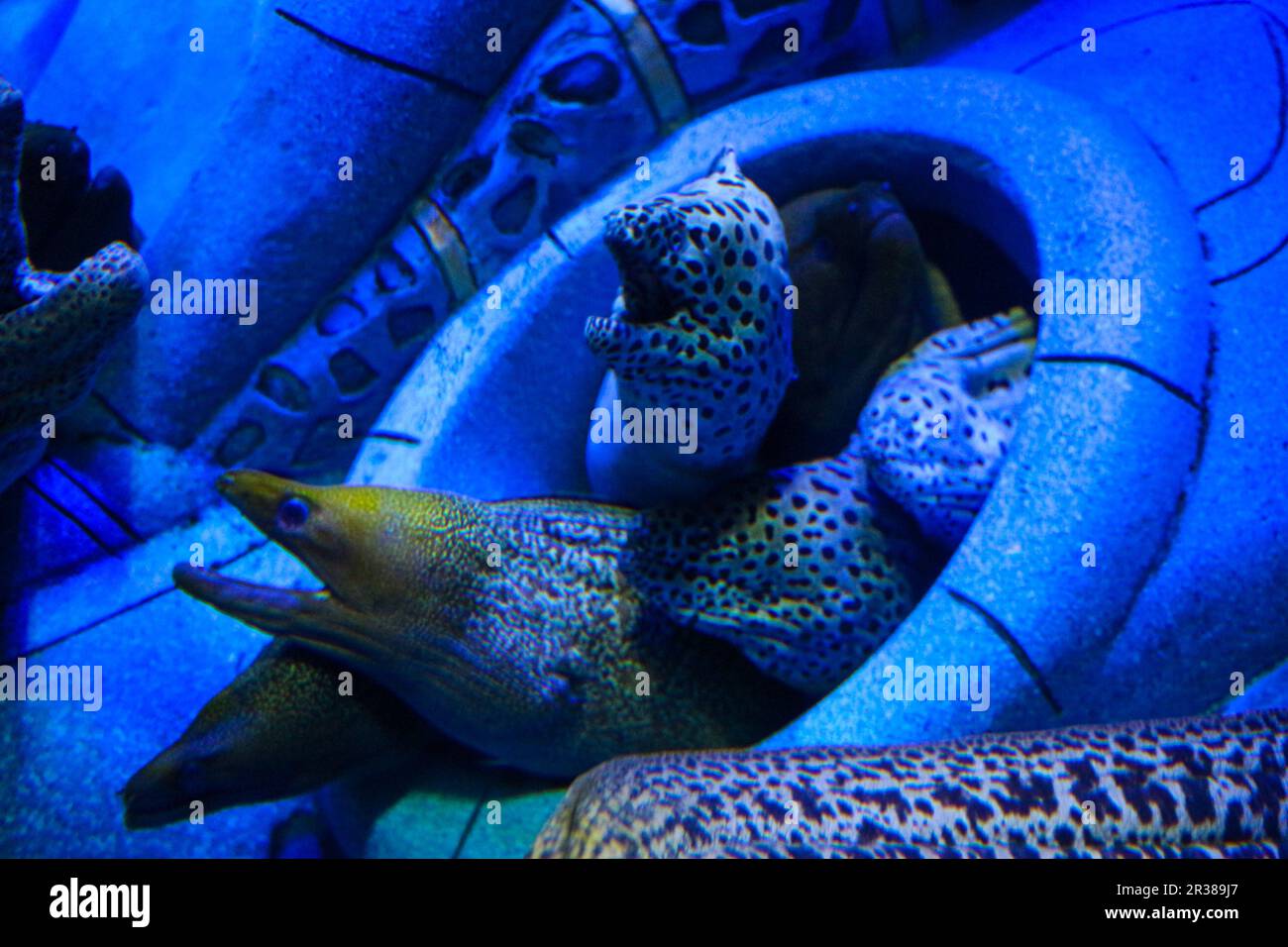 Eel in aquarium Stock Photo - Alamy