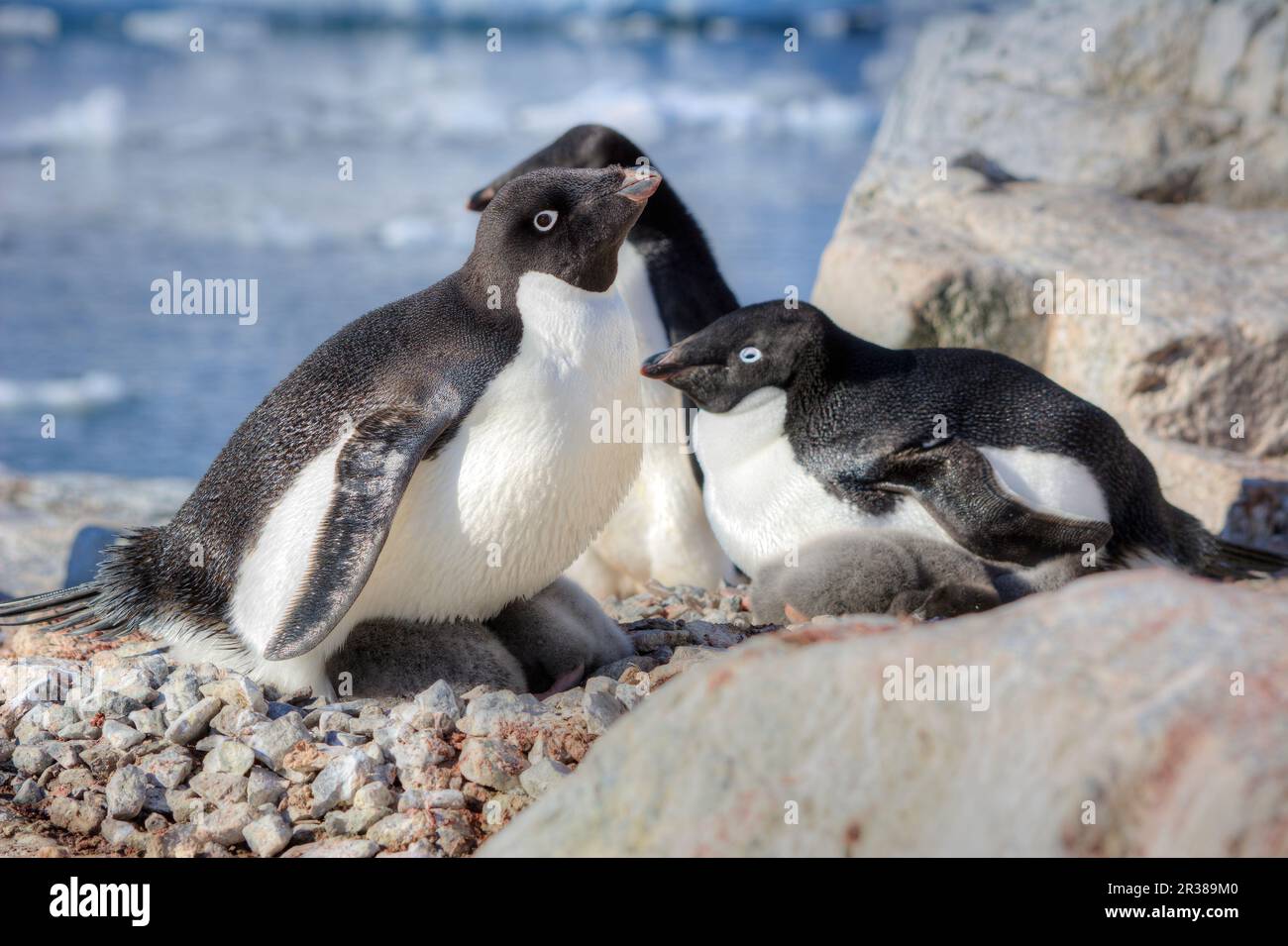 Adélie penguin breeding colony in Antarctica Stock Photo - Alamy