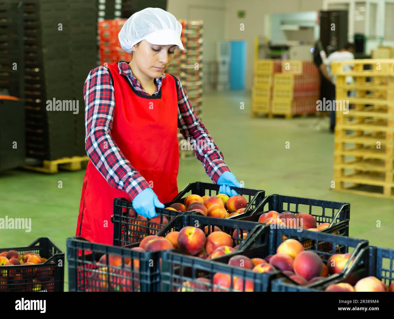 Woman carry crates ripe hi-res stock photography and images - Alamy