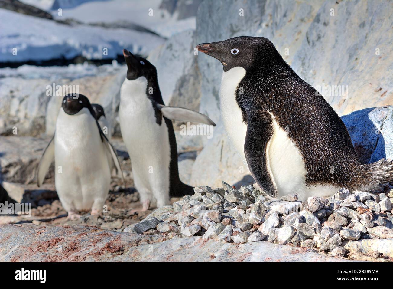 Adélie penguin breeding colony in Antarctica Stock Photo - Alamy
