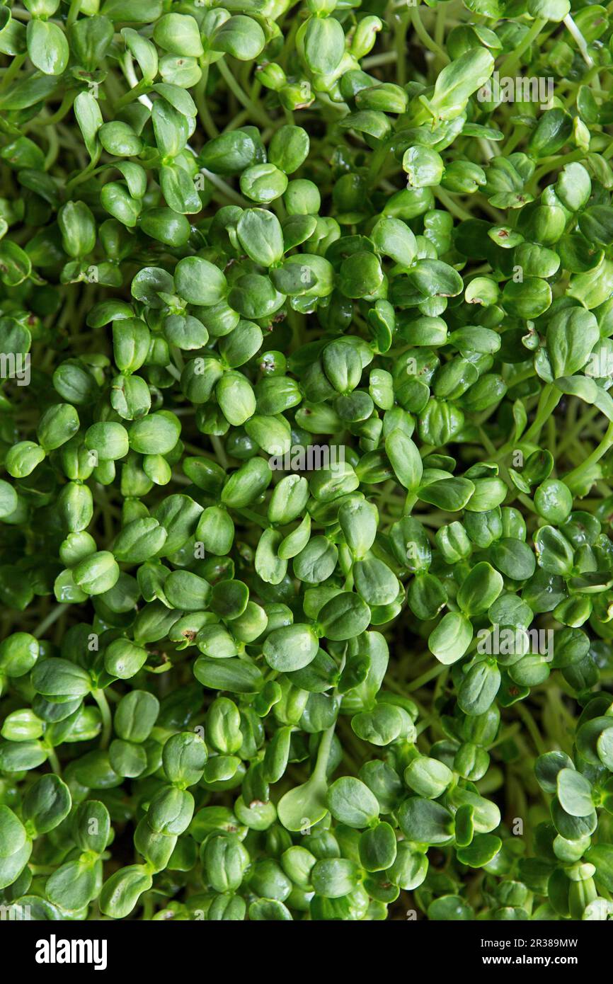 Sunflower seed sprouts (full frame Stock Photo - Alamy