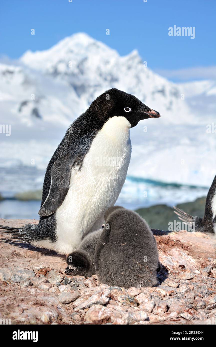 Penguin breeding success hi-res stock photography and images - Alamy