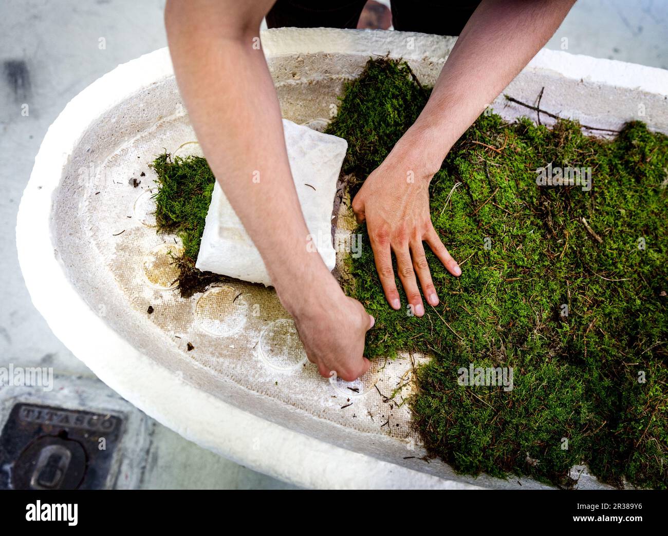 DELFT - Moss is placed in a box in the Loop Biotech factory. The ...