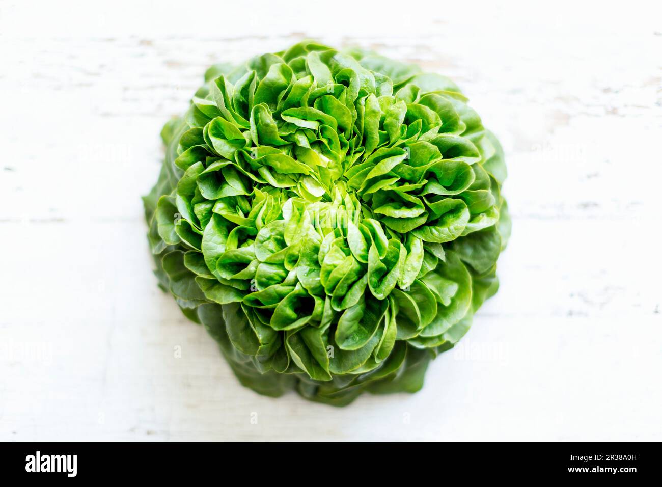 Salanova hi-res stock photography and images - Alamy