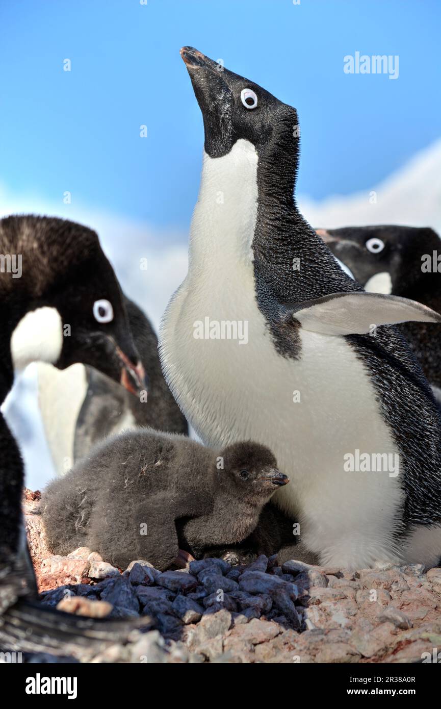 Penguin territorial behavior hi-res stock photography and images - Alamy