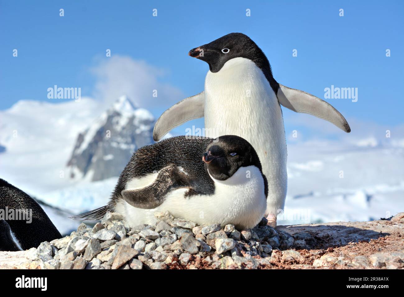 Adélie penguin breeding colony in Antarctica Stock Photo - Alamy