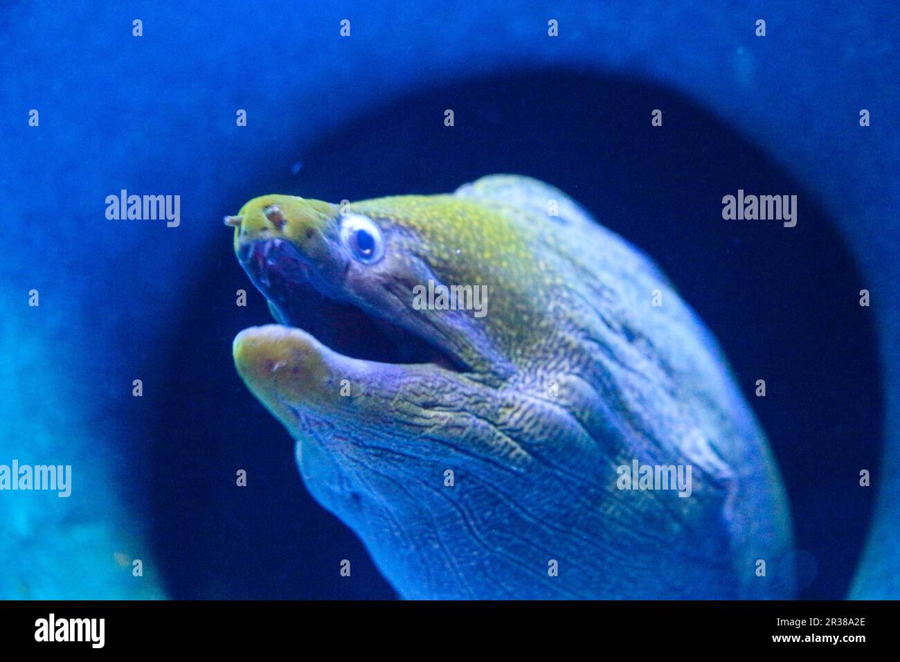 Eel in aquarium Stock Photo - Alamy