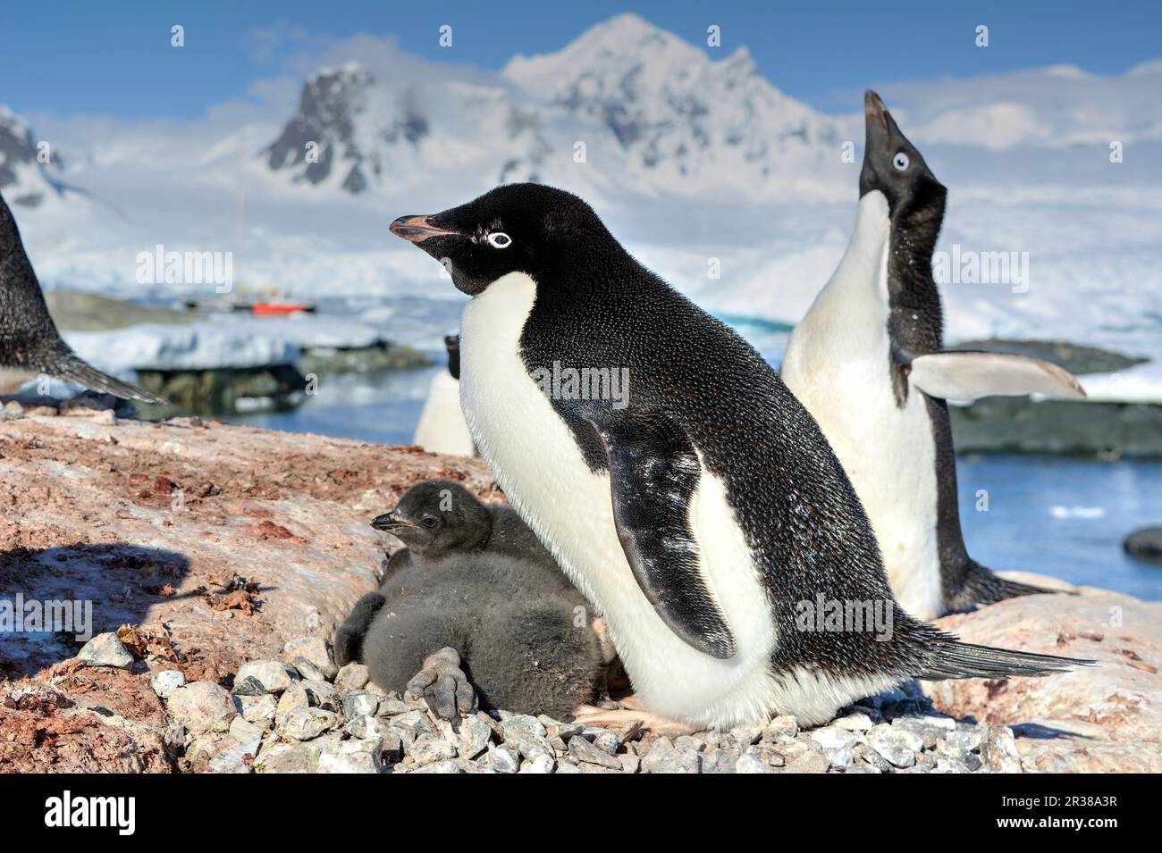 Emperor Penguin Breeding Cycle Australian Antarctic Division