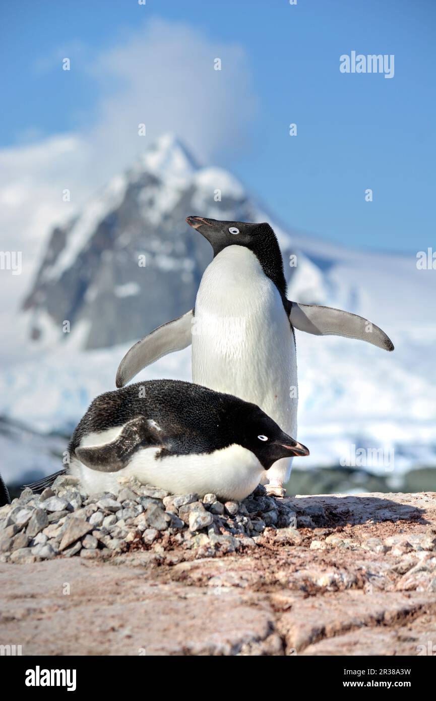 Emperor Penguin Breeding Cycle Australian Antarctic Division