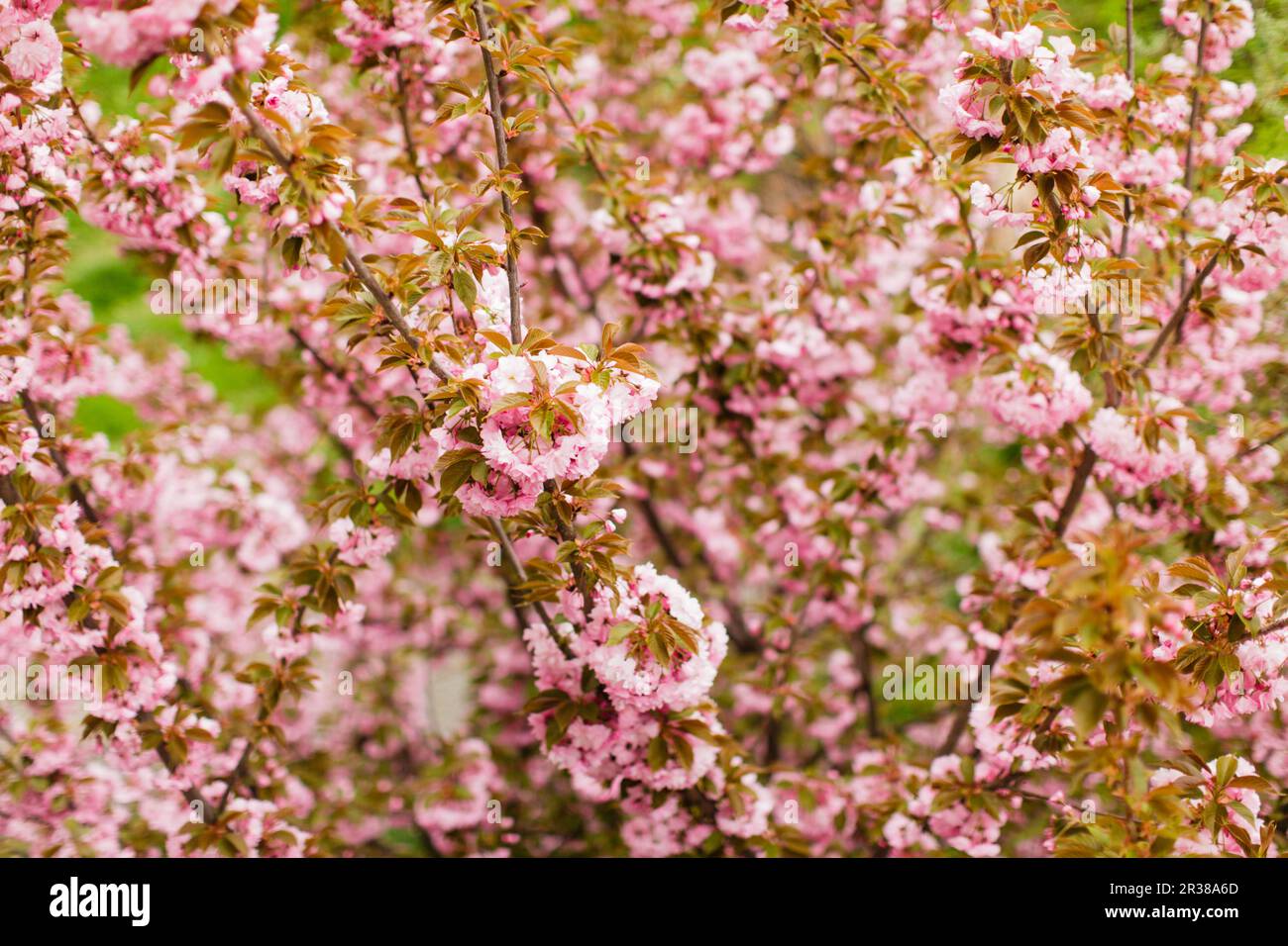 Sakura blossom branch Stock Photo - Alamy