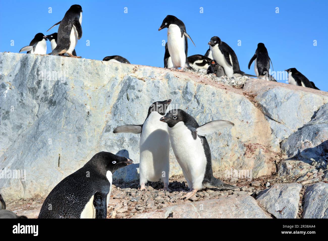 Adélie penguin breeding colony in Antarctica Stock Photo - Alamy