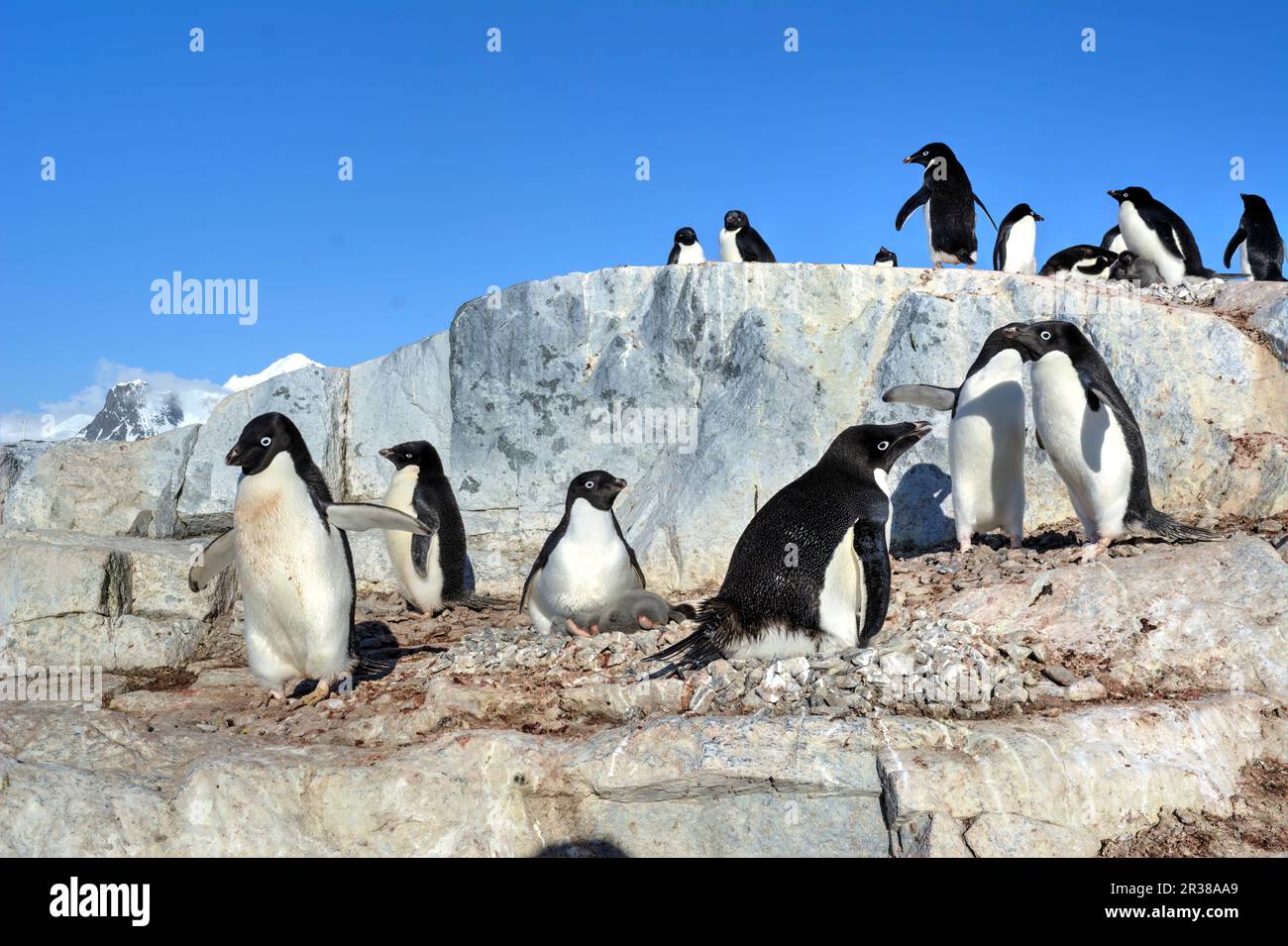 Adélie penguin breeding colony in Antarctica Stock Photo - Alamy