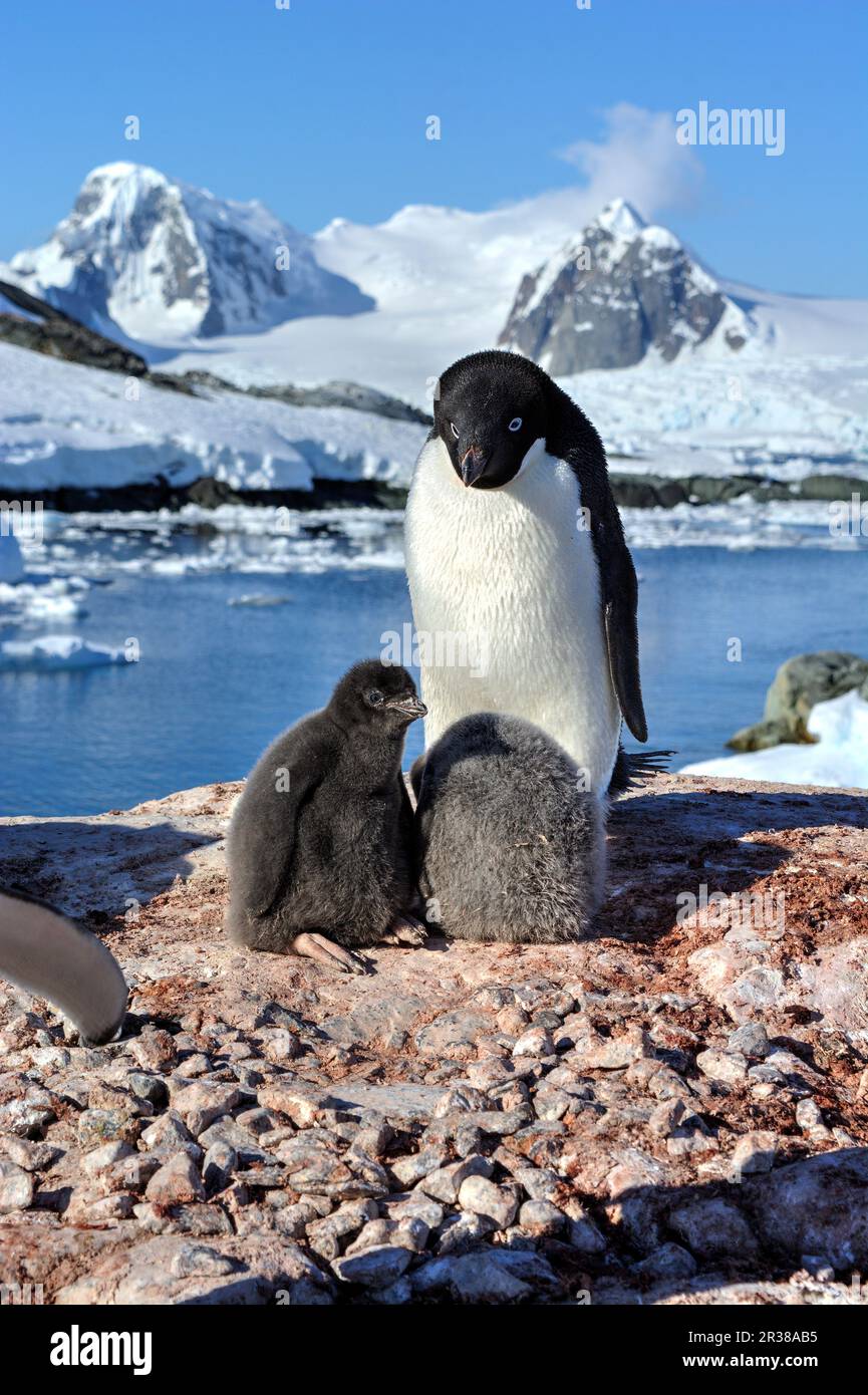 Adélie penguin breeding colony in Antarctica Stock Photo - Alamy