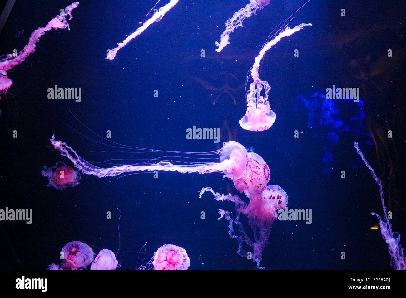 Jellyfish in aquarium Stock Photo - Alamy