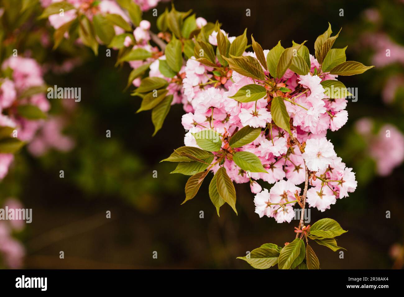 Blooming sakura branch hi-res stock photography and images - Alamy