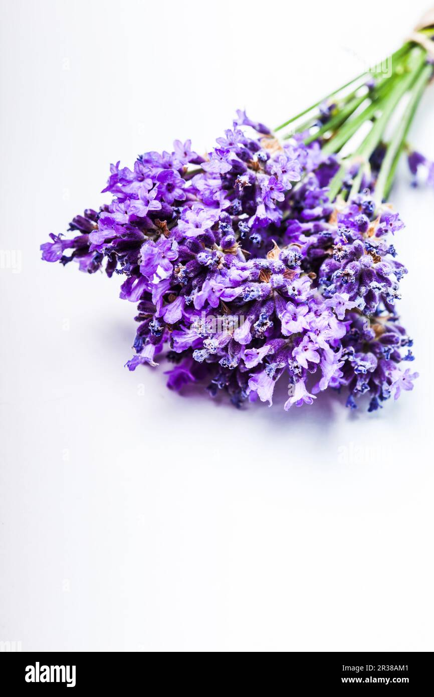 Lavender bunch close up Stock Photo - Alamy