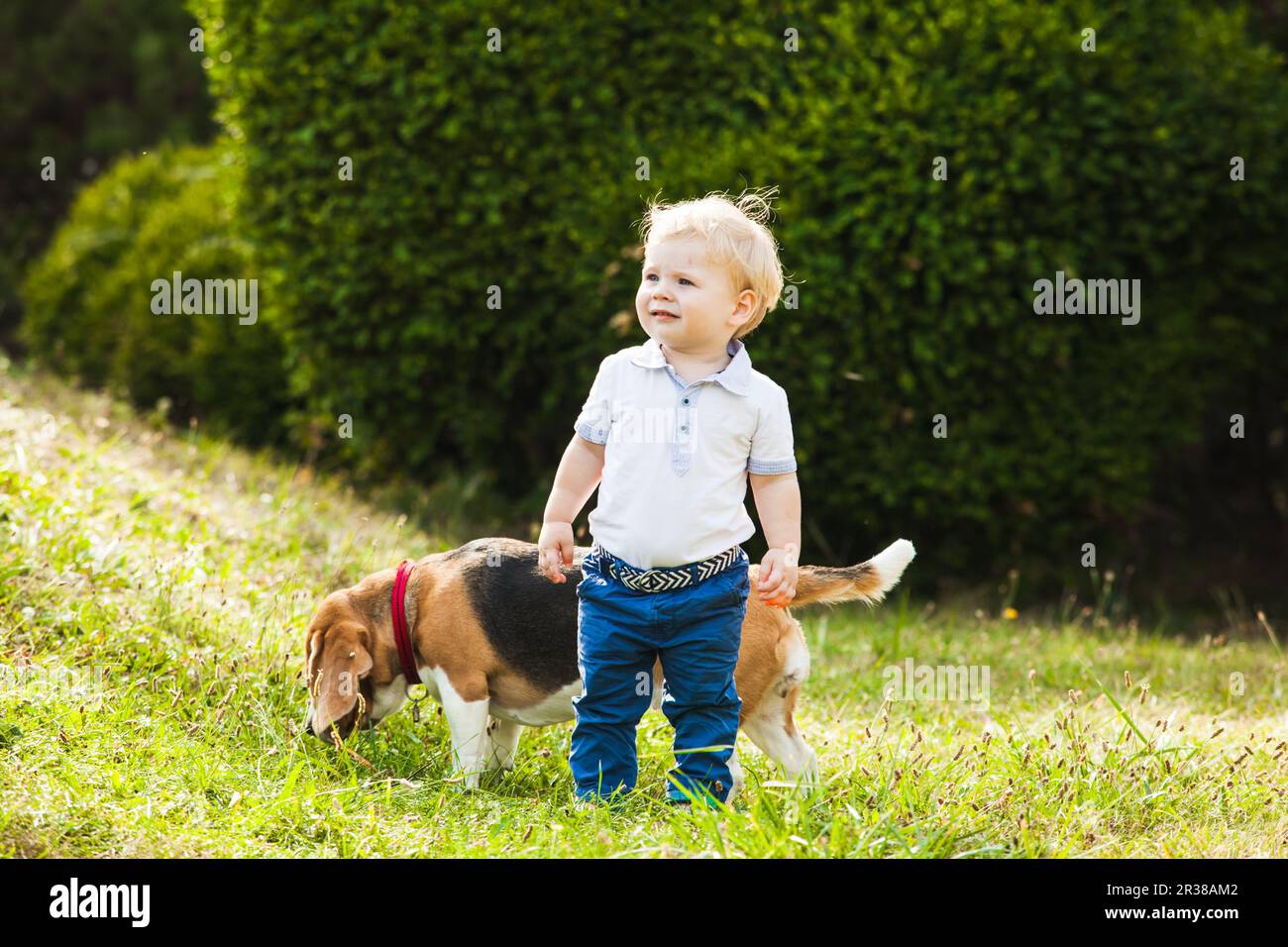 Boy with beagle Stock Photo - Alamy