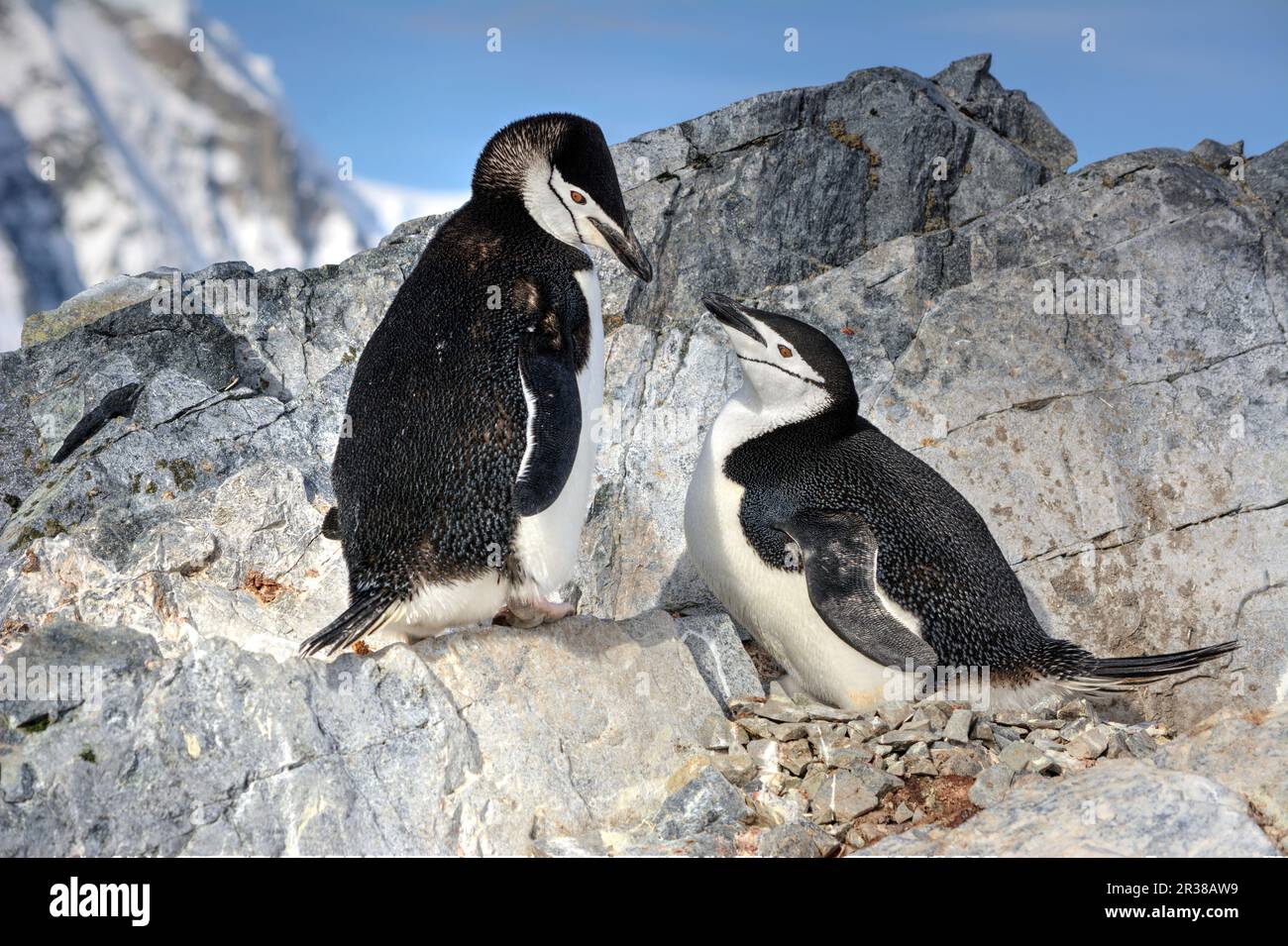 Penguin reproduction cycle hi-res stock photography and images - Alamy