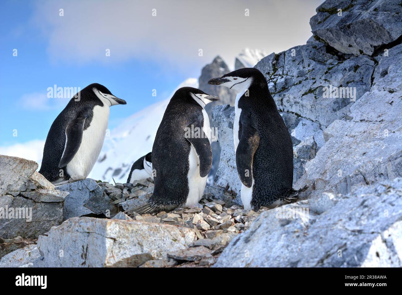 Antarctic wildlife diversity hi-res stock photography and images - Alamy