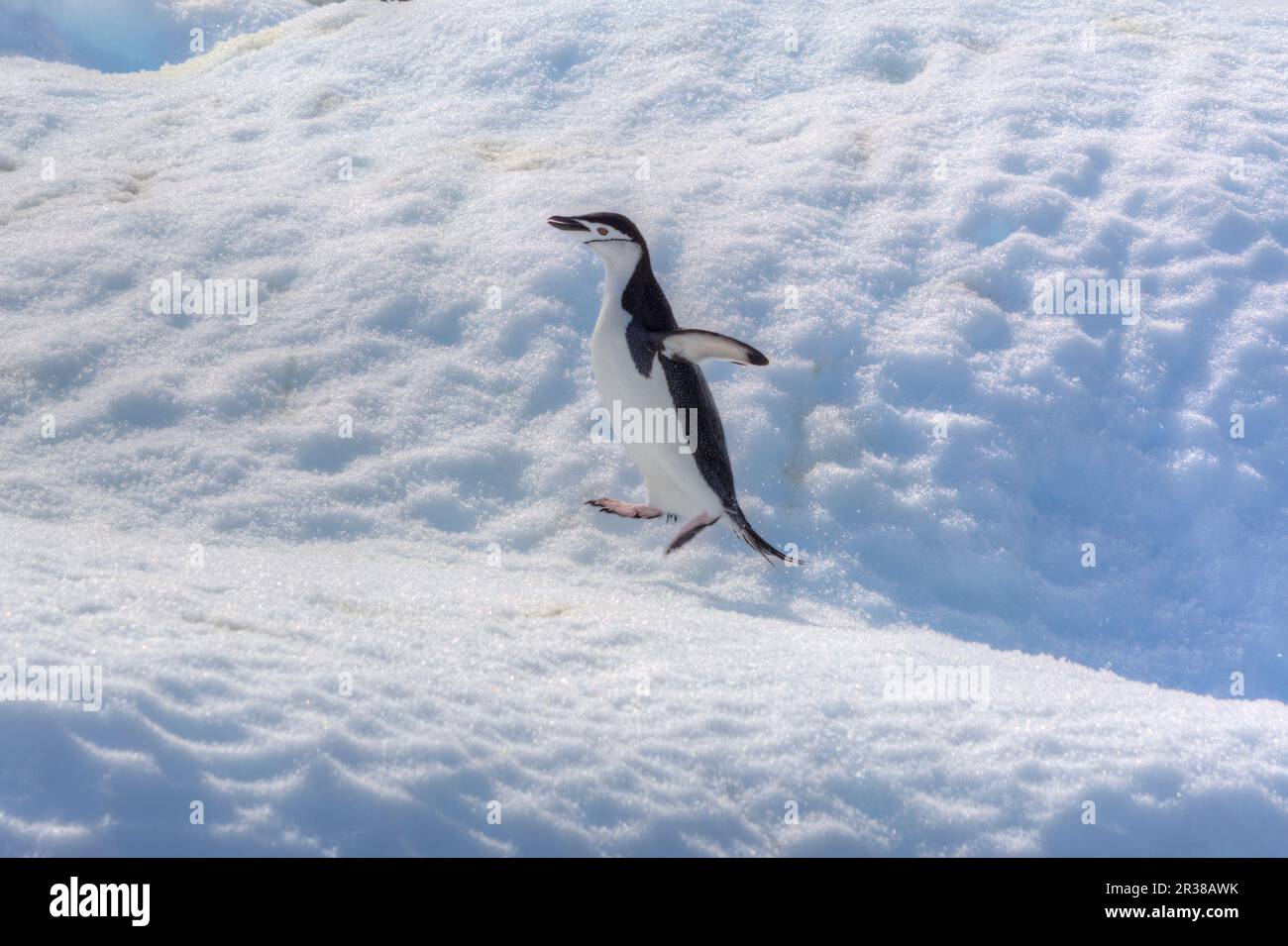 Penguin walking route hi-res stock photography and images - Alamy