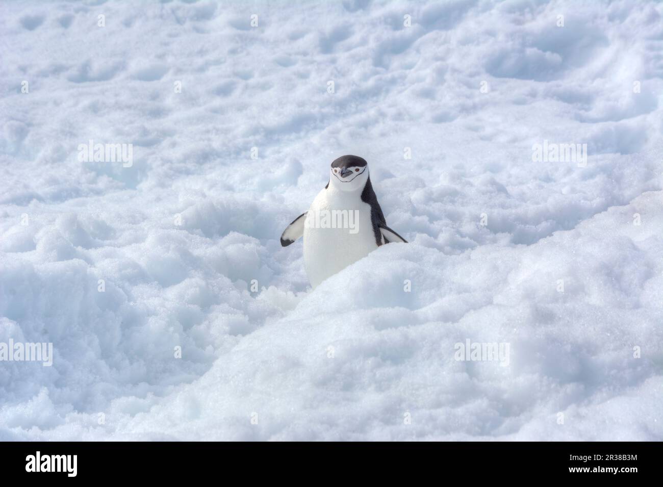 Chipstrap penguins walking on a path in the snow in Antarctica Stock ...