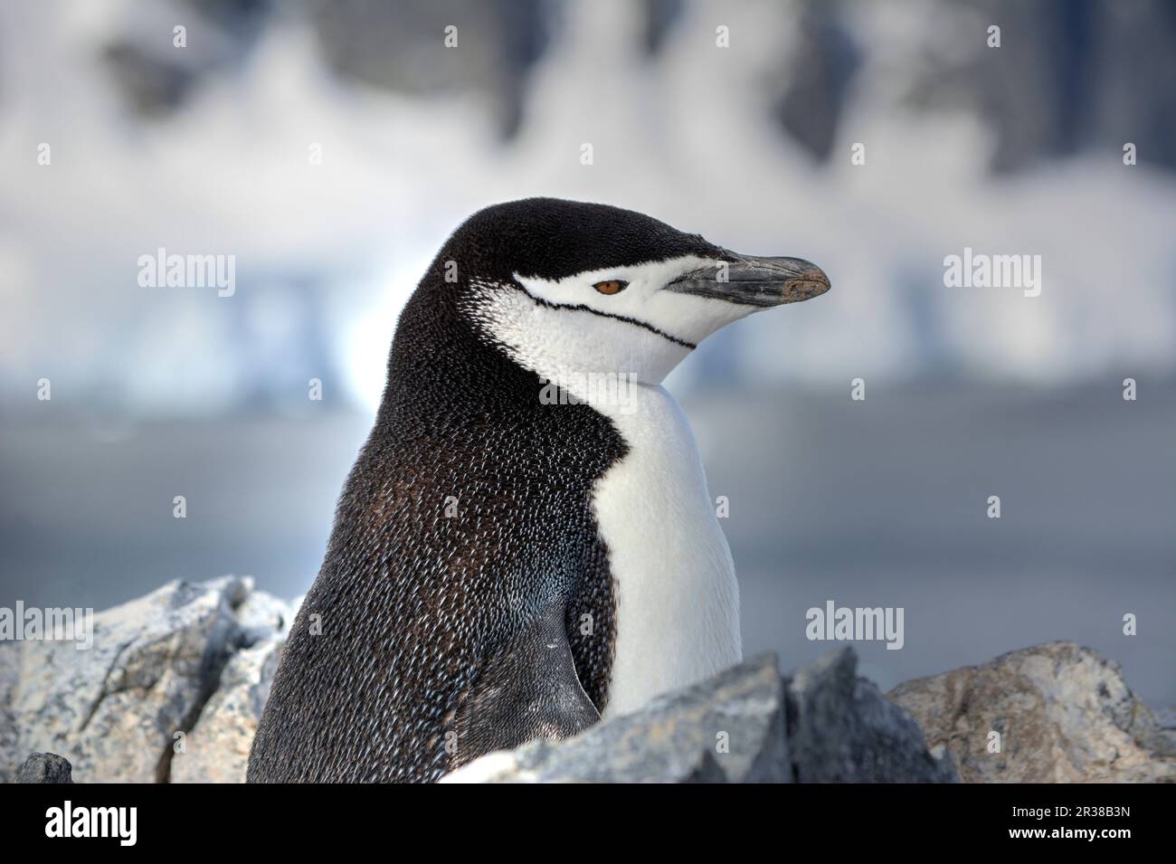 Chinstrap penguins in their natural habitat in Antarctica Stock Photo ...