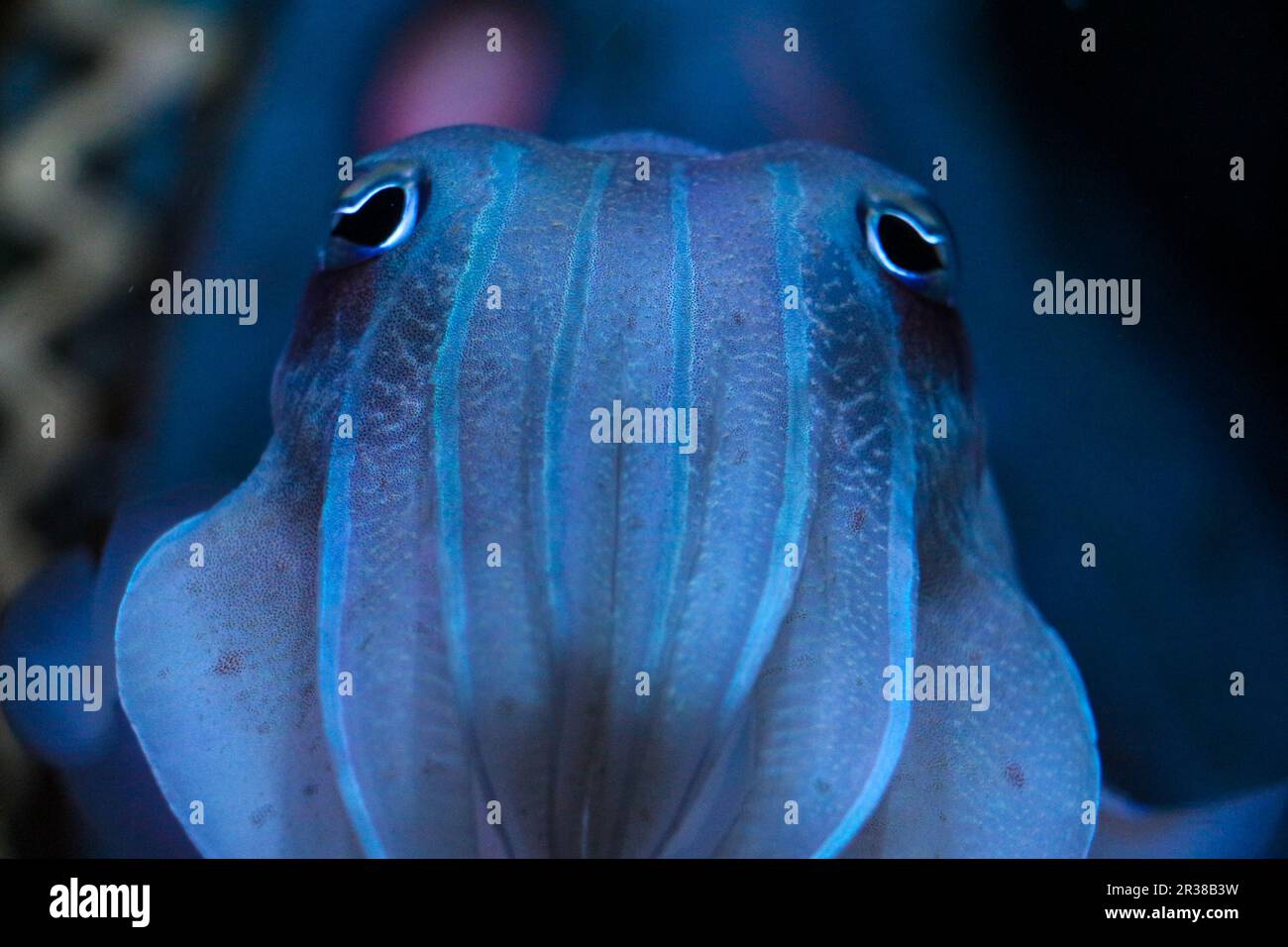 Cuttlefish in Aquarium Stock Photo - Alamy