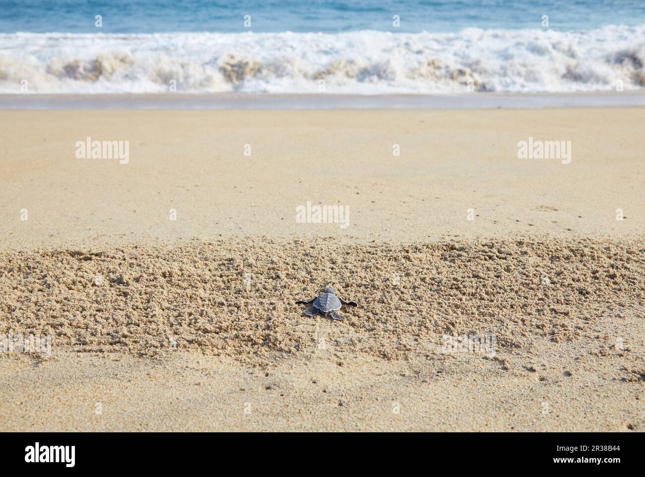 Experiencing a baby turtle release in Puerto Escondido, Oaxaca, Mexico ...