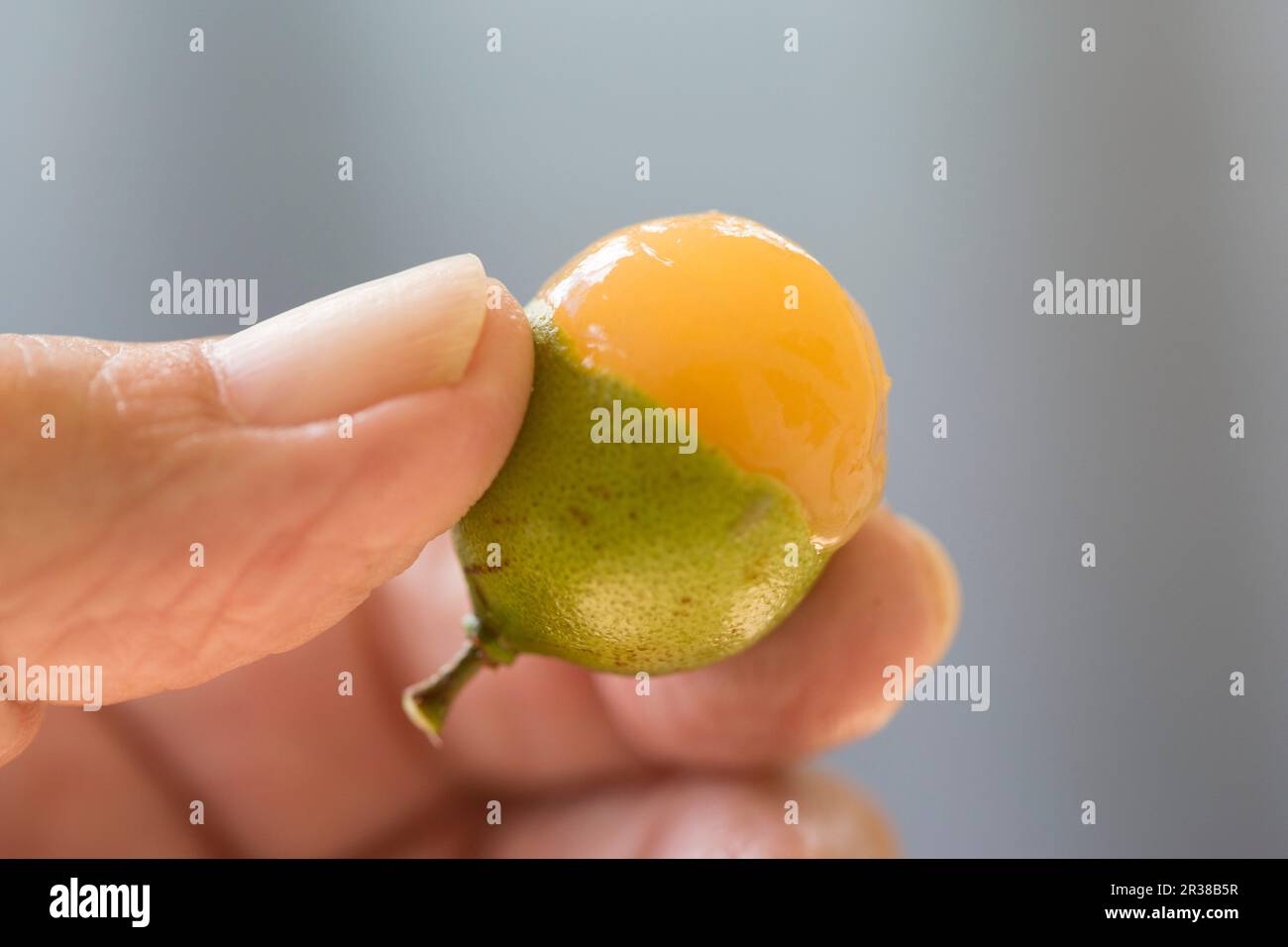 Close up view of a quenepa (also known as Spanish Limes, genip or ...