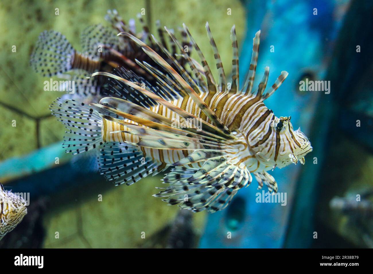 Fish bucket seaside fish hi-res stock photography and images - Alamy